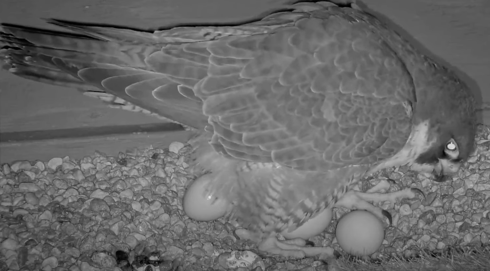 Video - Watch the 3RD Egg Being Laid - UdeM Falcon Nest Cam - SPO